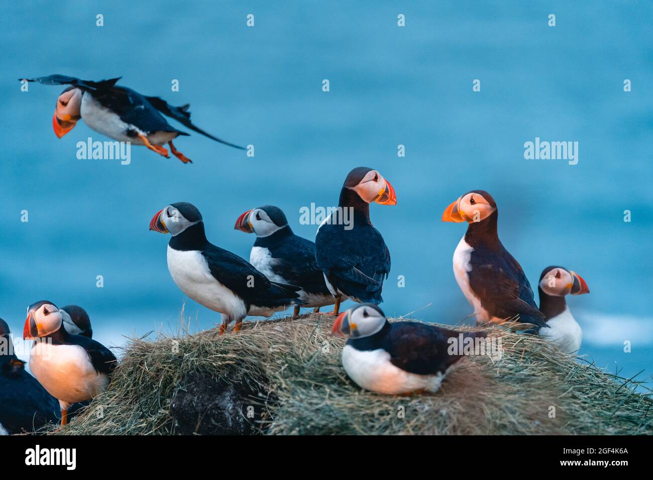 Atlantic puffin also know as common puffin is a species of seabird in ...