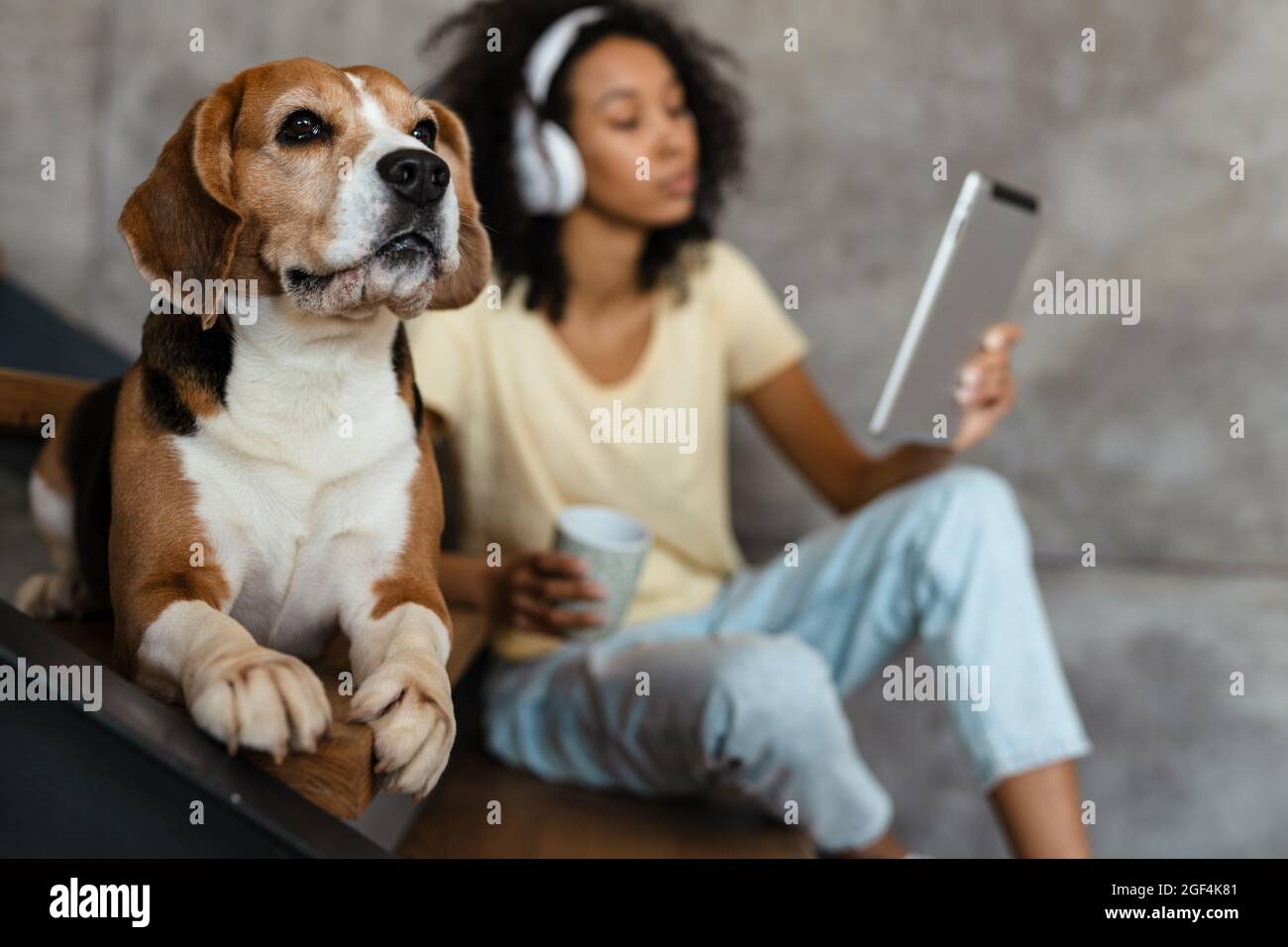 Young african woman in casual wear with beagle puppy at home, sitting ...