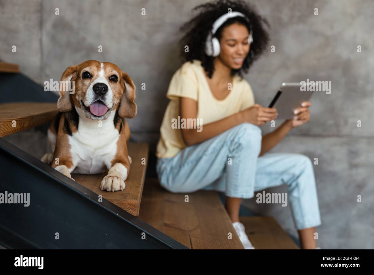 Young smiling african woman in casual wear with beagle puppy at home ...