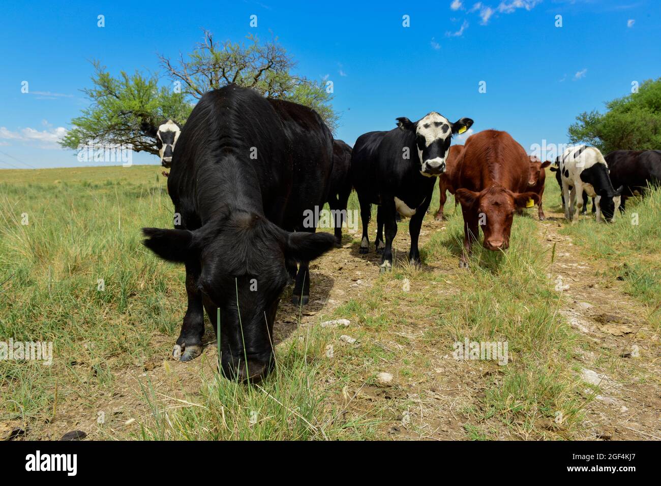 Cows raised with natural pastures, meat production in the Argentine ...