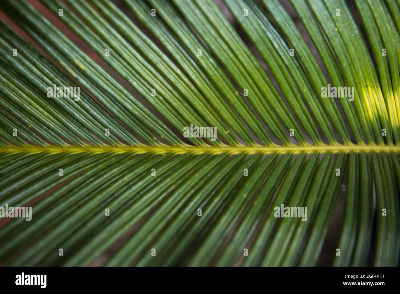 Closeup of palm tree leaves under the lights - perfect for backgrounds ...
