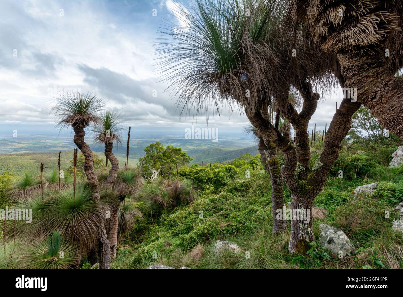 Beautiful shot of Bush grass trees in Bunya Mountains National Park ...