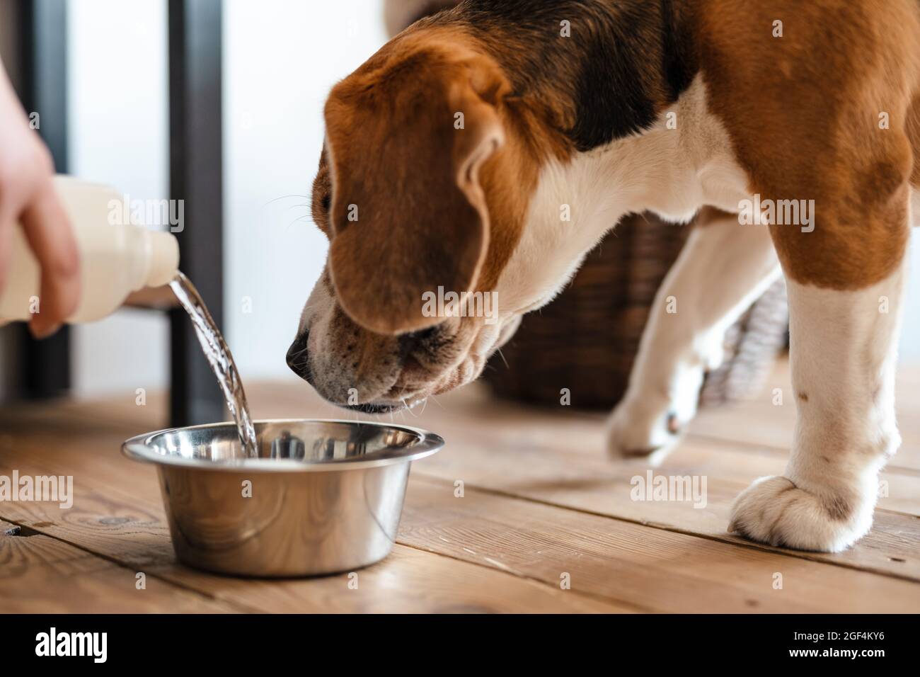 Dog eating from bowl stand hi-res stock photography and images - Alamy