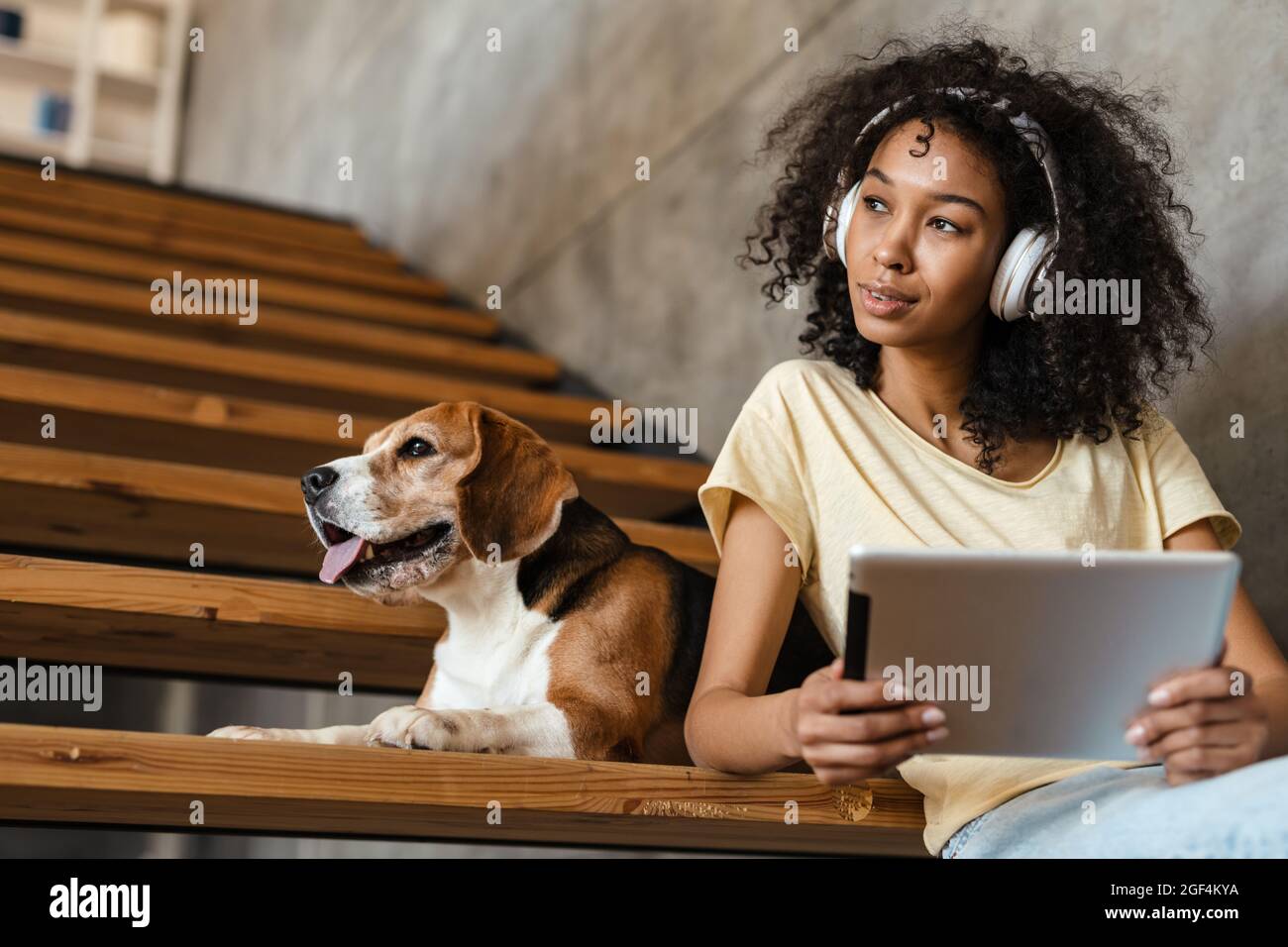 Young smiling african woman in casual wear with beagle puppy at home ...