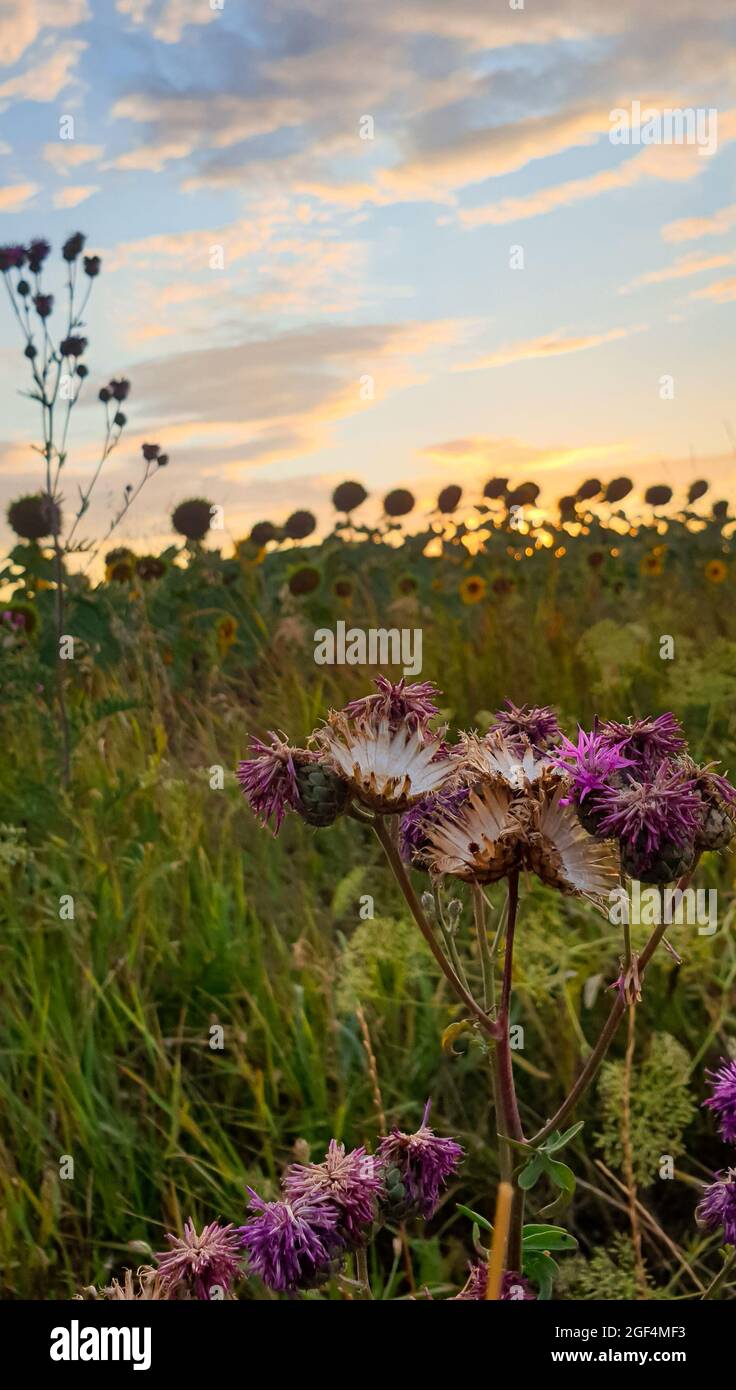 Wildflowers at sunset hi-res stock photography and images - Alamy