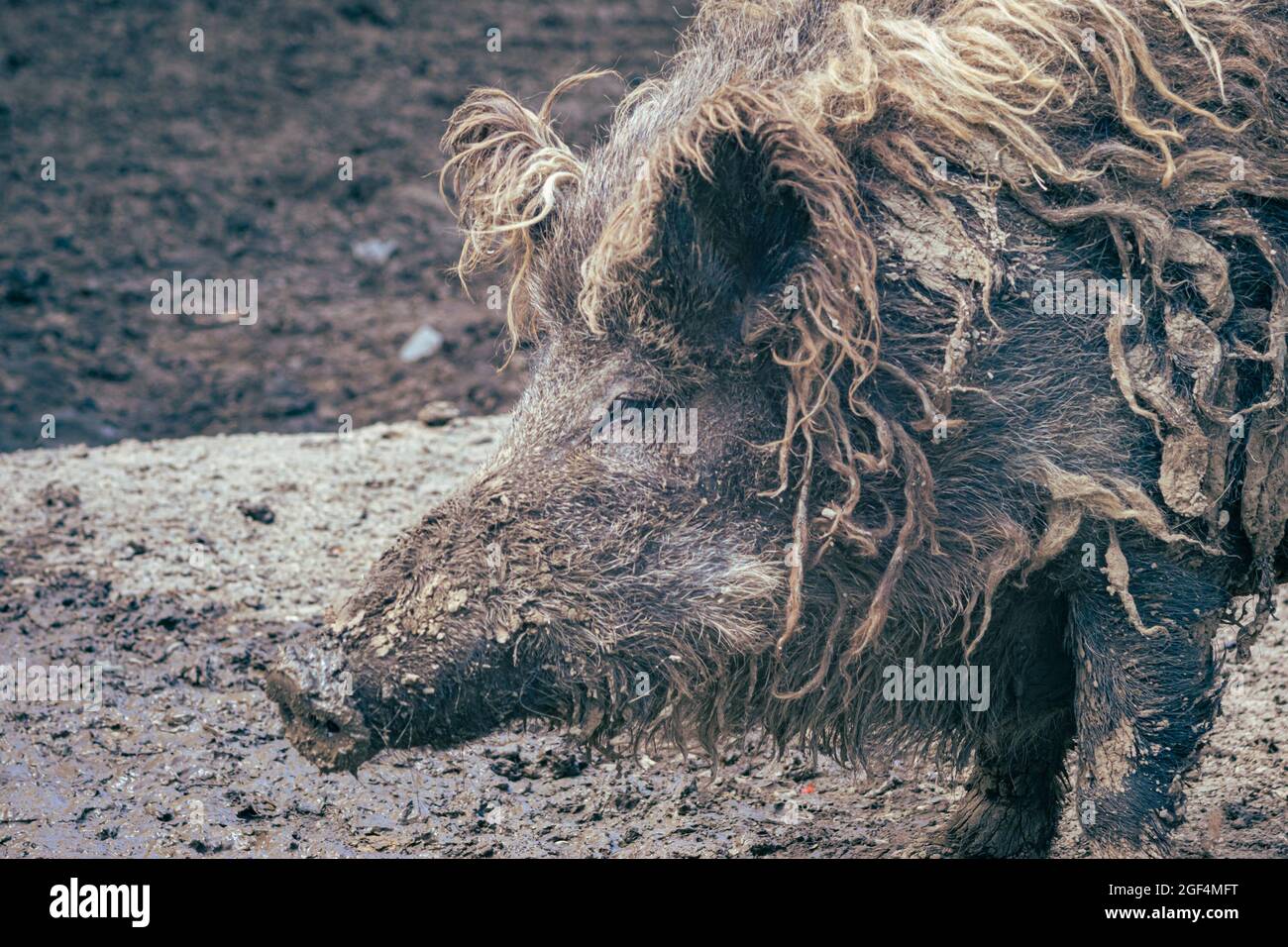 Wild boar sus scrofa covered with mud hi-res stock photography and ...