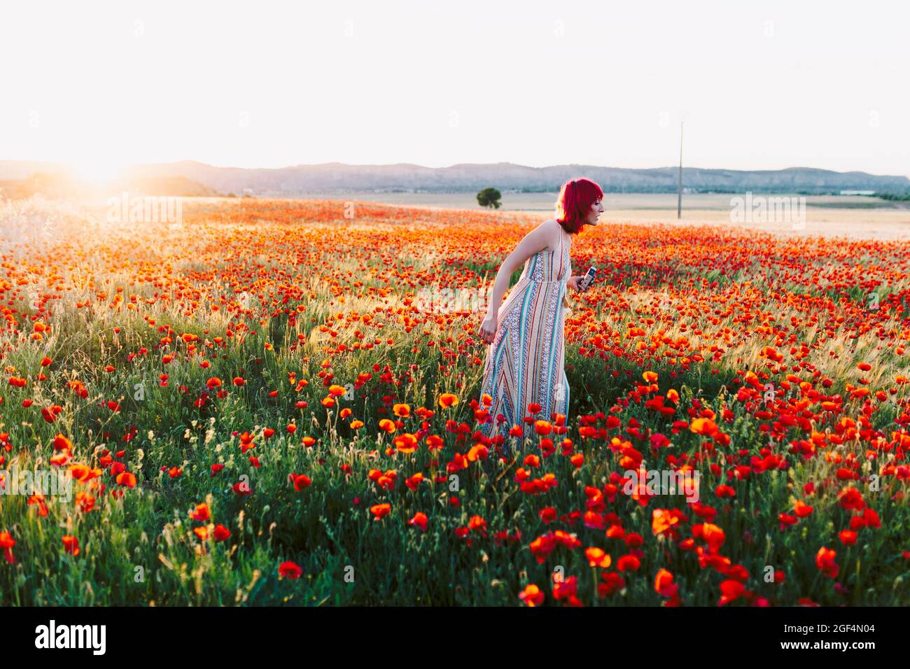 Red poppy field sunset hi-res stock photography and images - Alamy