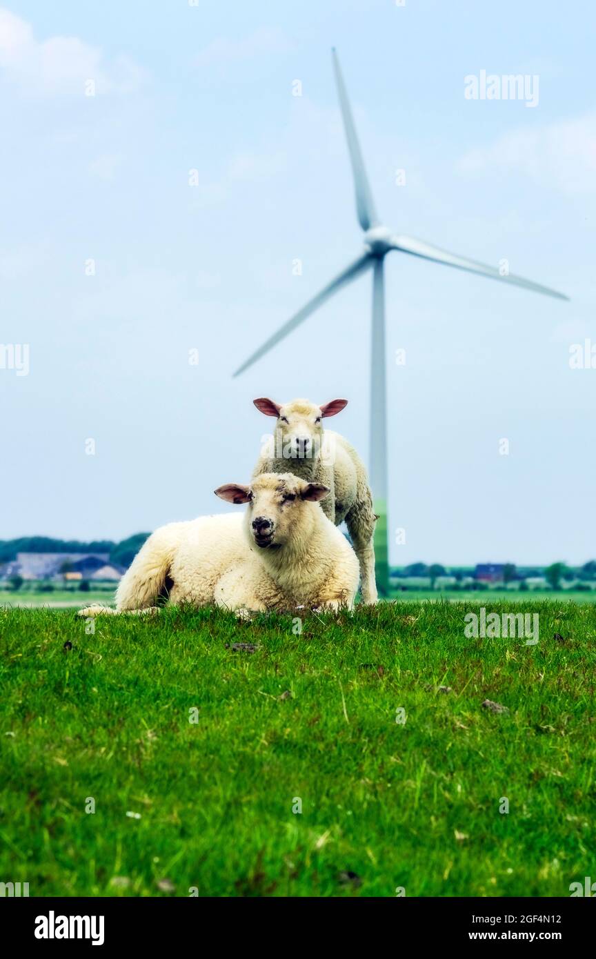Sheep grazing in green pasture with single wind turbine in background ...