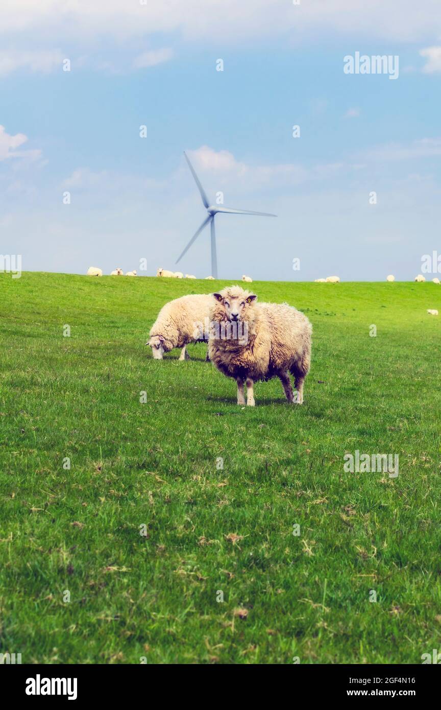 Sheep grazing in green pasture with single wind turbine in background ...