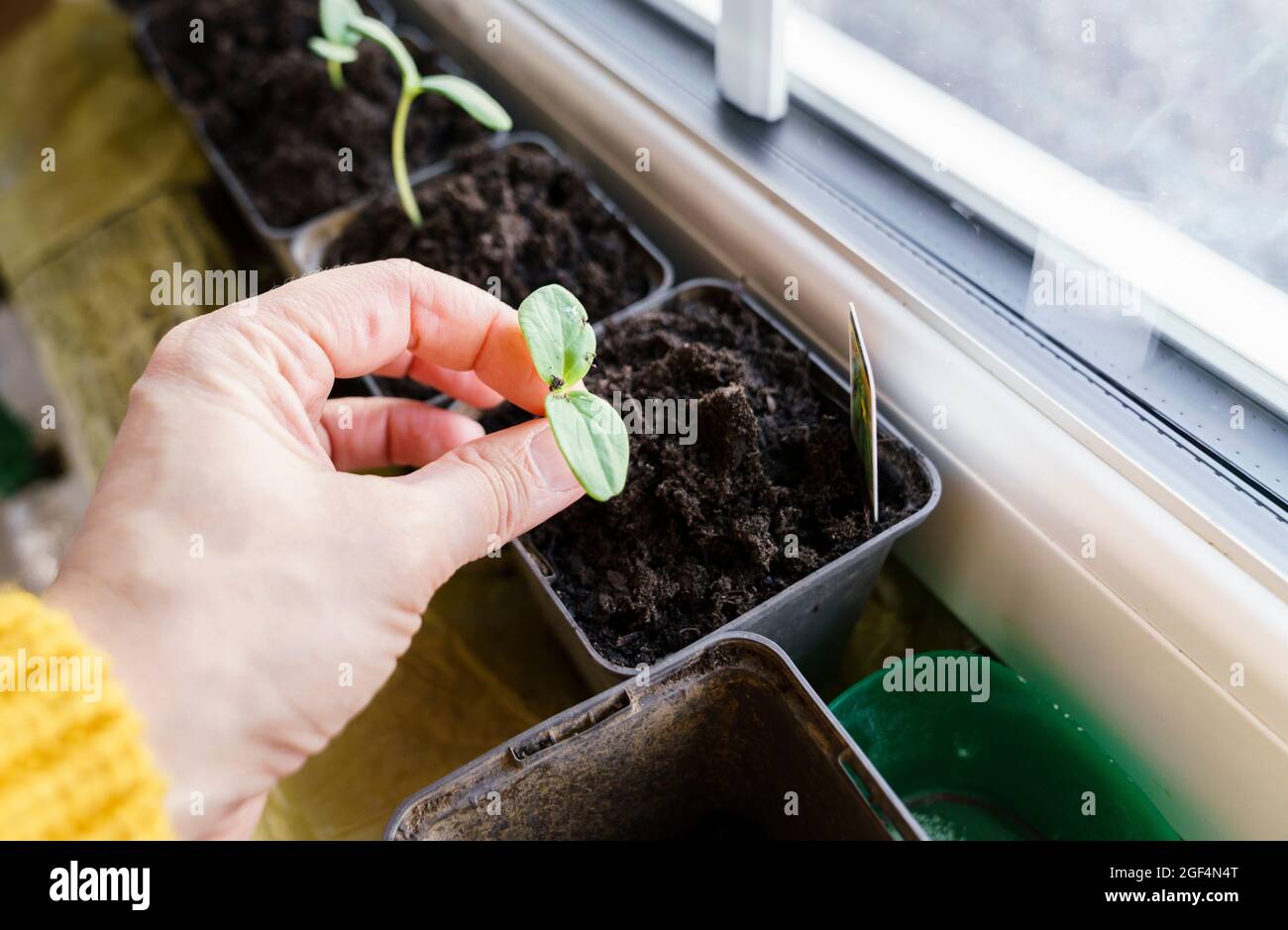 Domestic seedling hi-res stock photography and images - Alamy
