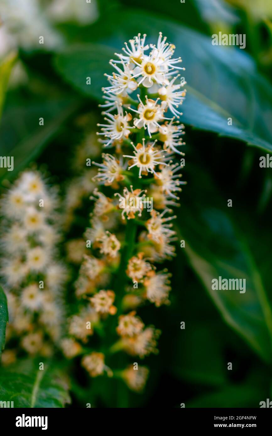 Prunus rosaceae hi-res stock photography and images - Alamy