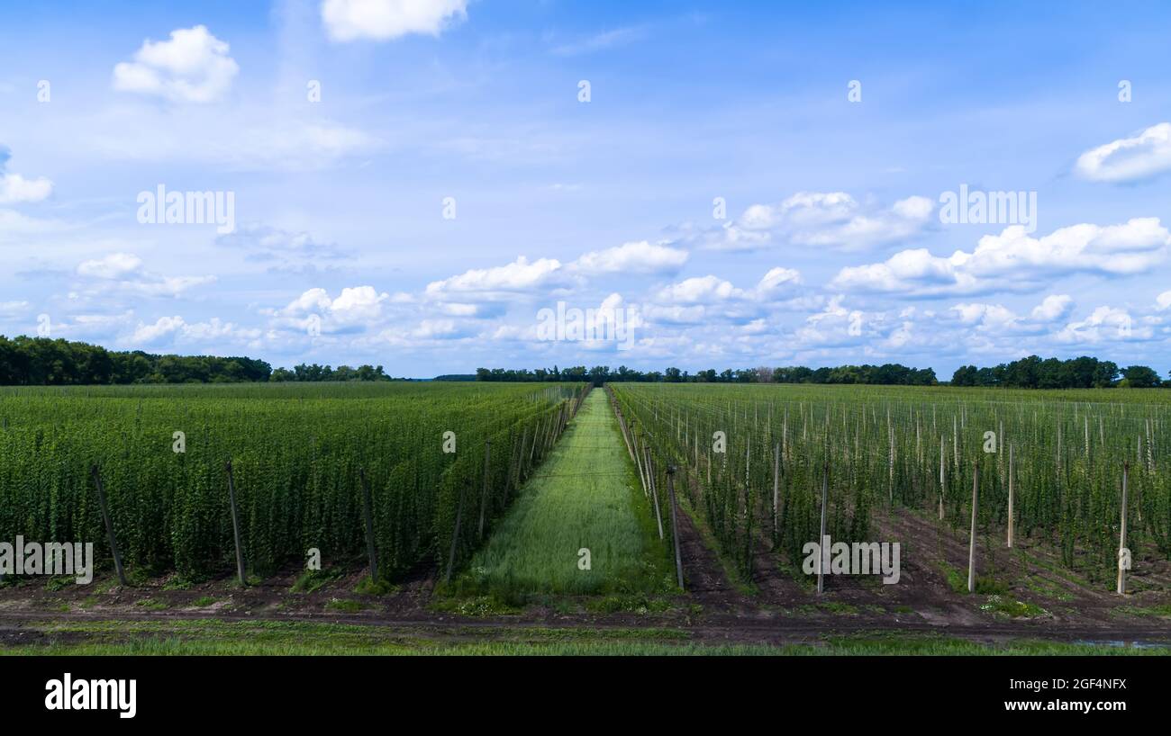 Aerial view brewery beer production hi-res stock photography and images ...