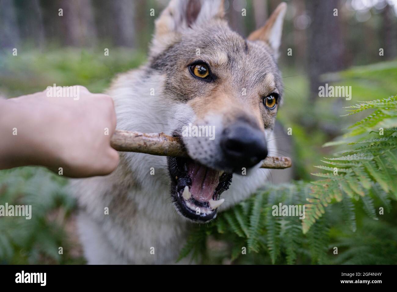 Biting stick plant part hi-res stock photography and images - Alamy