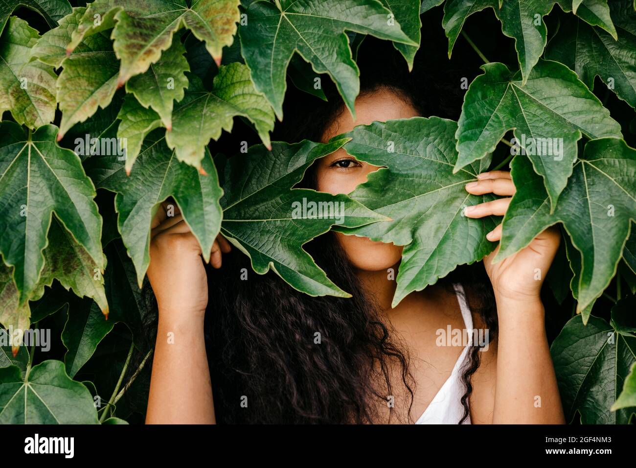 Looking through the hedge hi-res stock photography and images - Alamy