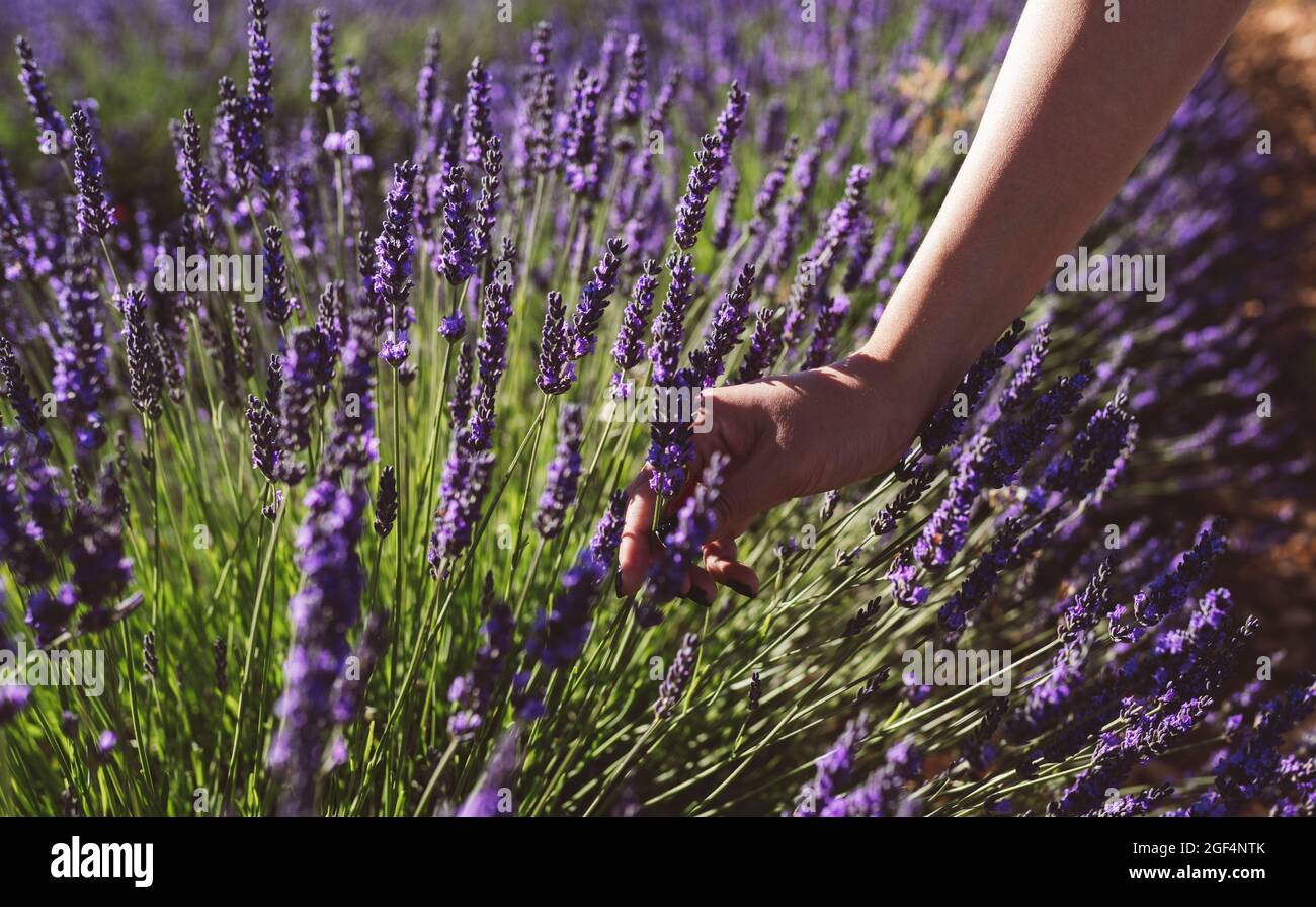 Woman's hand touching lavender flowers in field Stock Photo - Alamy