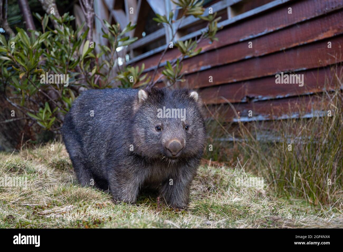 Wombats tasmania hi-res stock photography and images - Alamy
