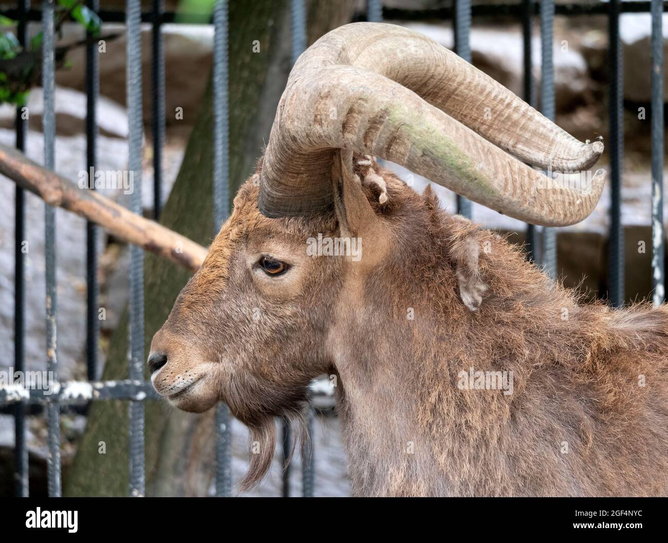 Helical horns hi-res stock photography and images - Alamy