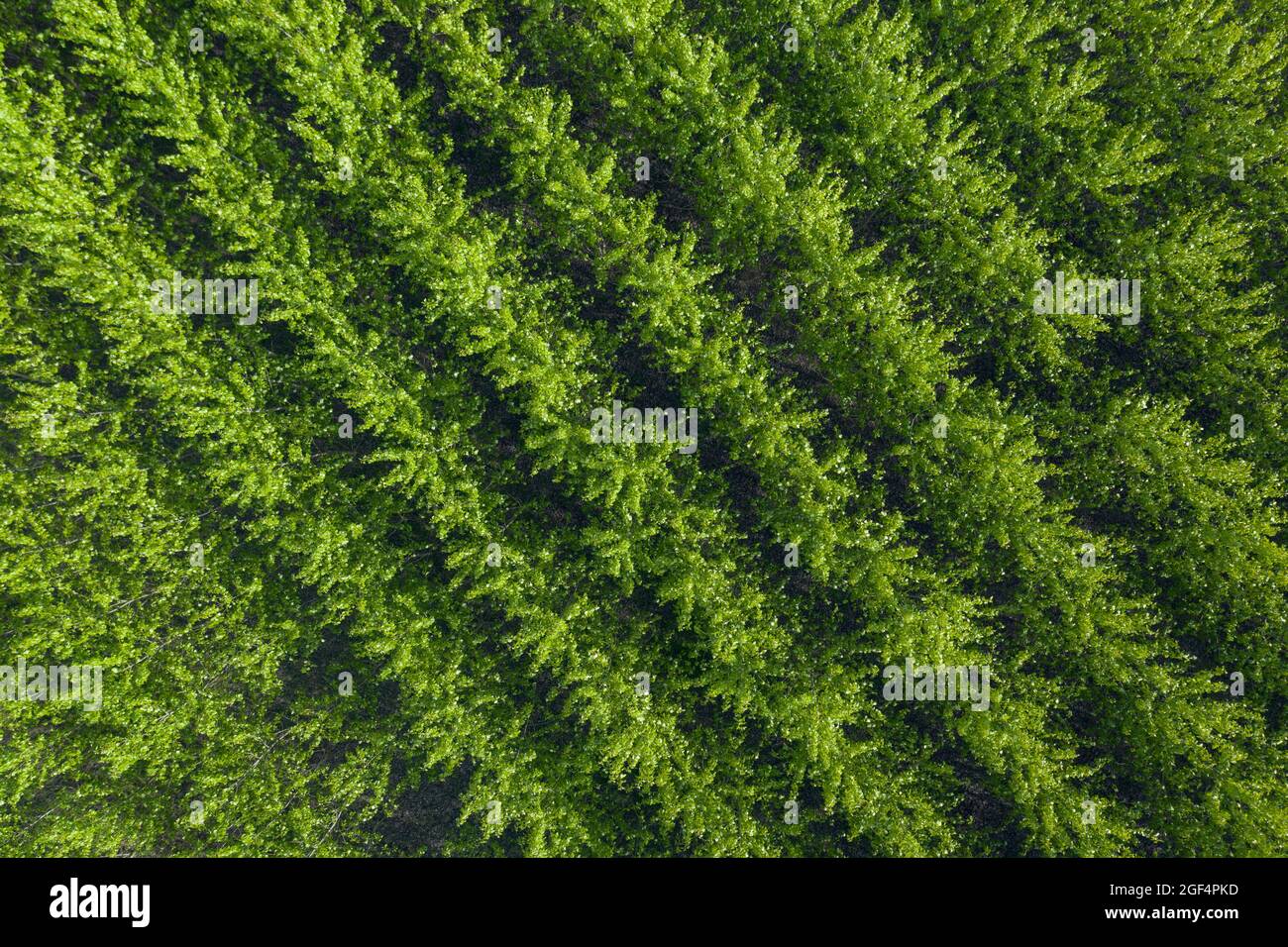 Full grown trees hi-res stock photography and images - Alamy