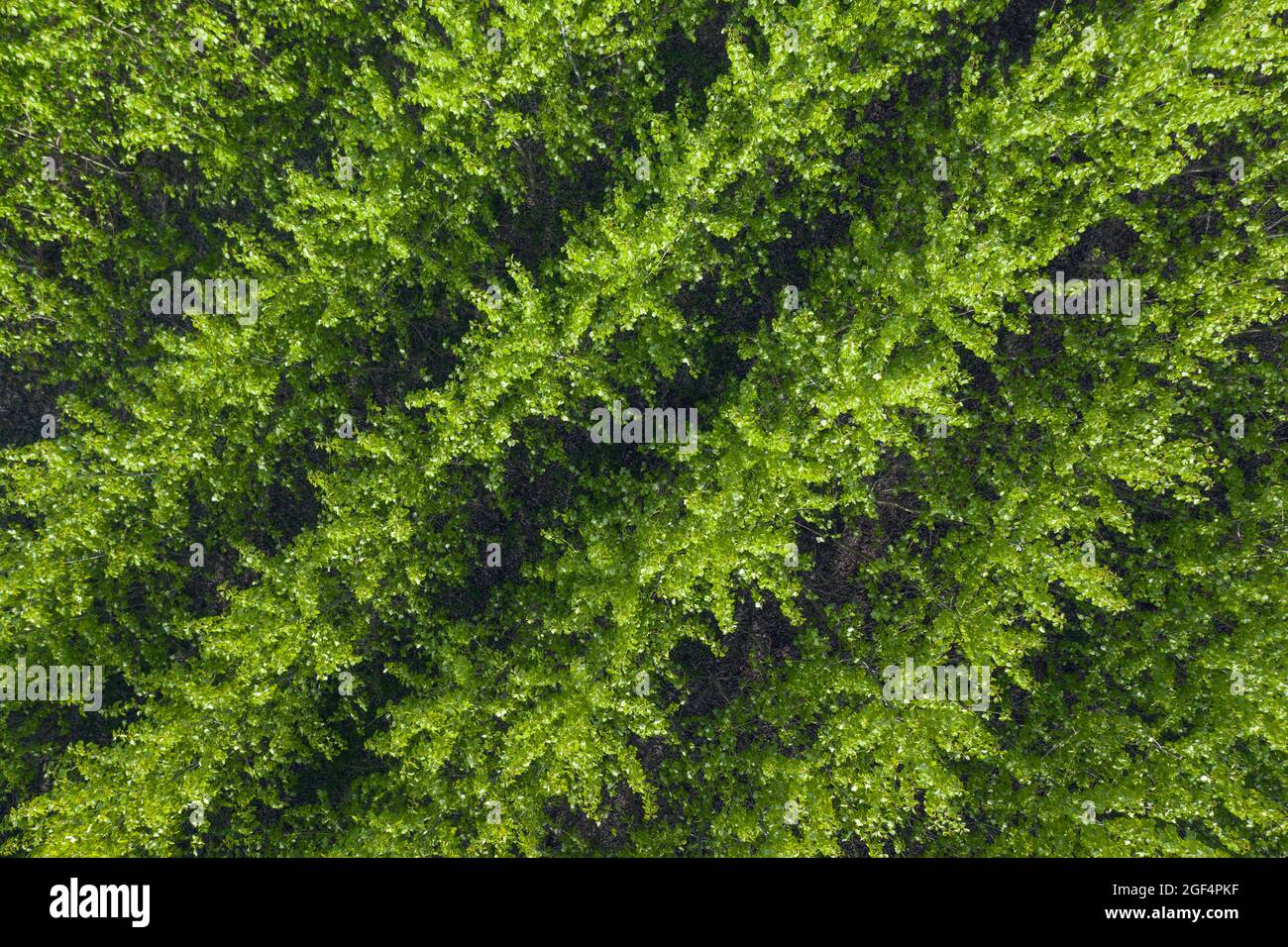 Aerial view tree nursery hi-res stock photography and images - Alamy