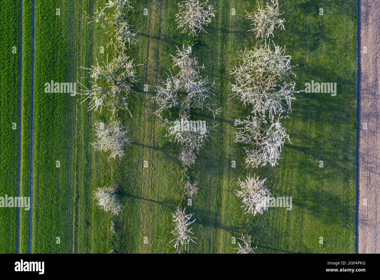 Drone view fruit trees hi-res stock photography and images - Alamy