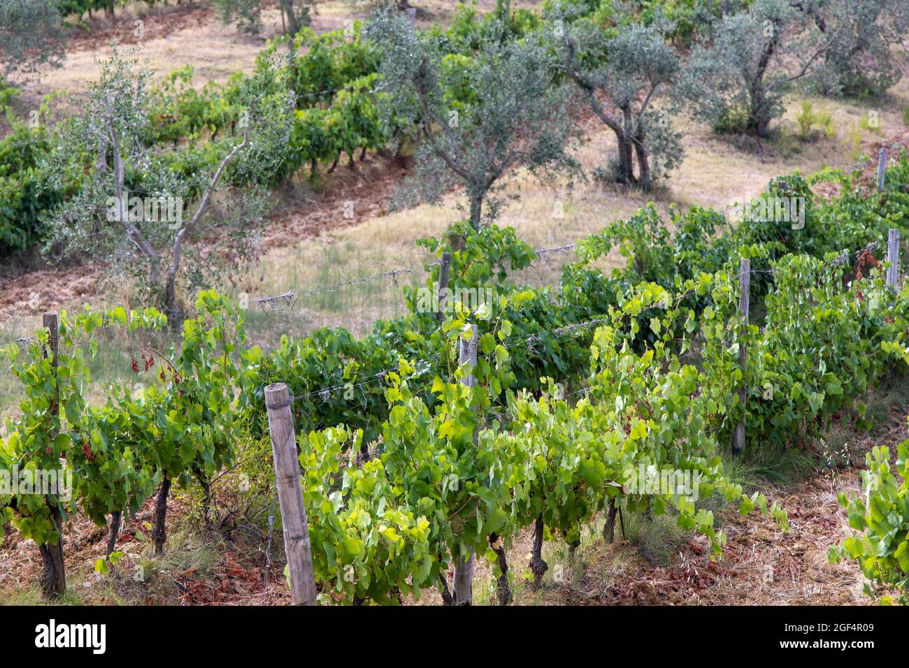 vineyards and olive trees near San Antimo abbey tuscany italy Stock ...