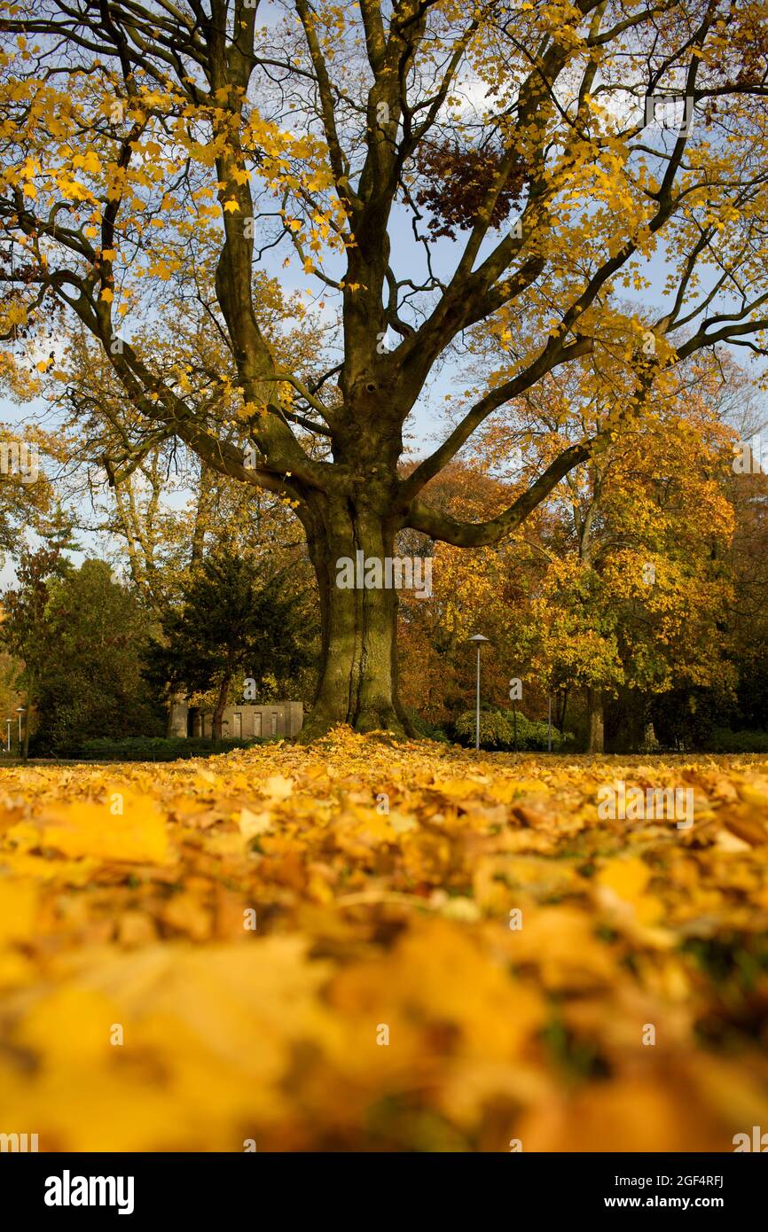 Autumn tree in Wilhelminapark, Utrecht, Netherlands Stock Photo - Alamy