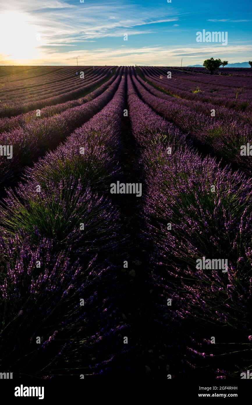Sunset lavender field blooming hi-res stock photography and images - Alamy