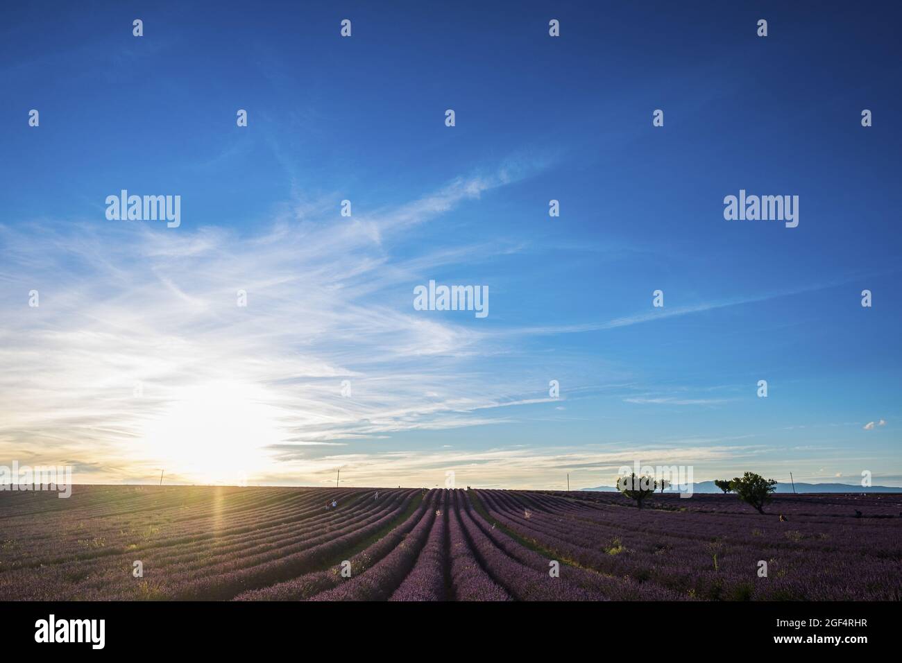 Setting field hi-res stock photography and images - Alamy