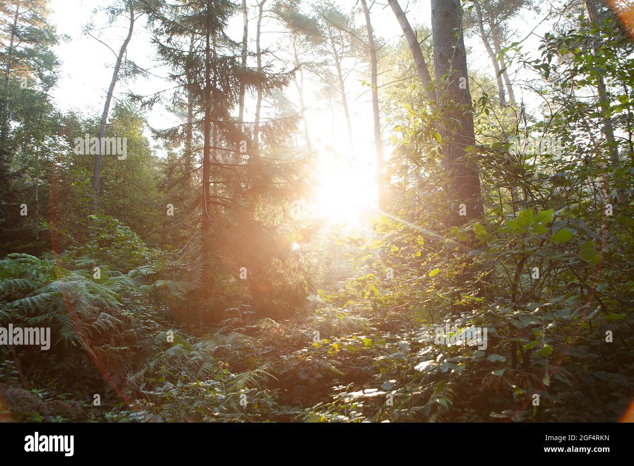 Lush forest hi-res stock photography and images - Alamy