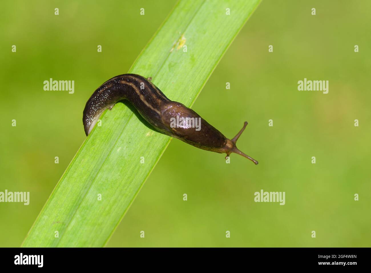 Great gray slug, leopard slug (Limax maximus), family Limacidae ...
