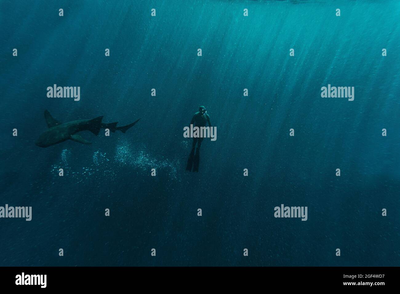 Mid adult man snorkeling with nurse shark in blue sea Stock Photo - Alamy