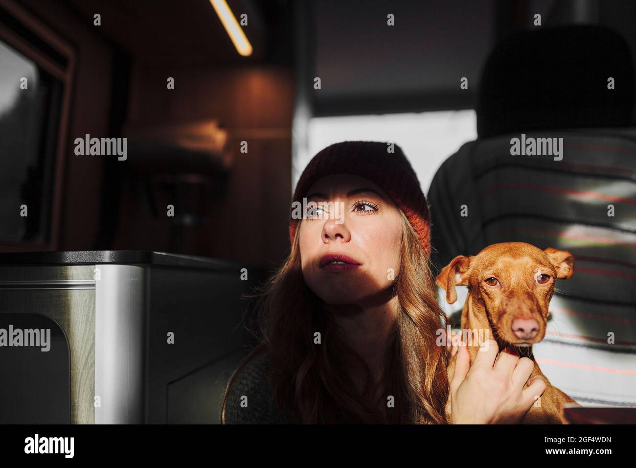 Contemplating dog hi-res stock photography and images - Alamy