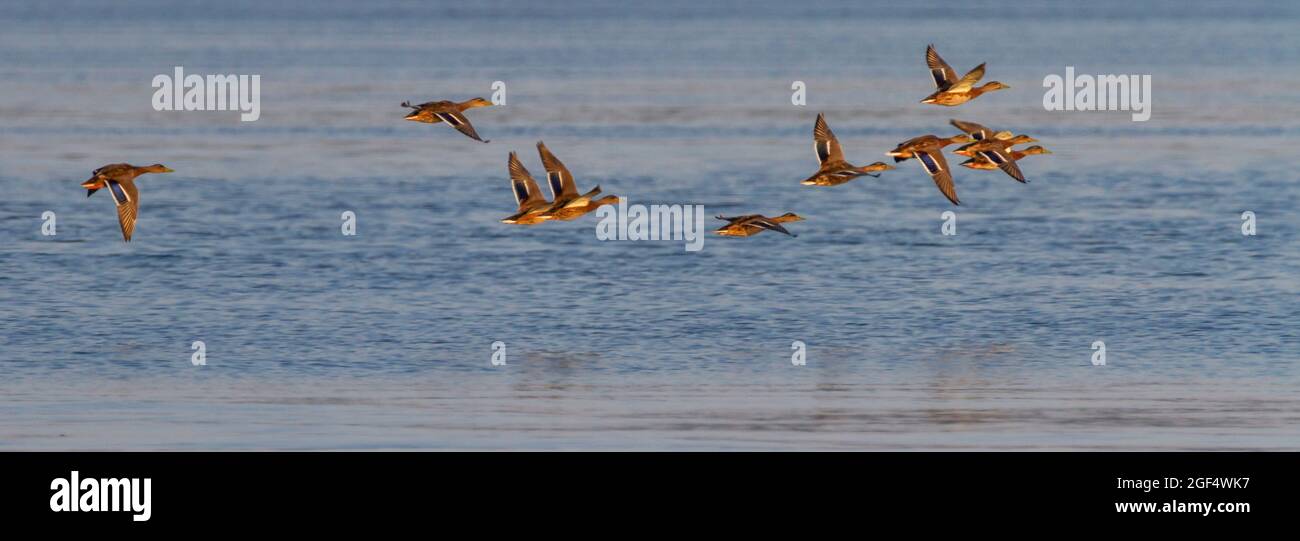 Flock of female mallard ducks flying together Stock Photo - Alamy