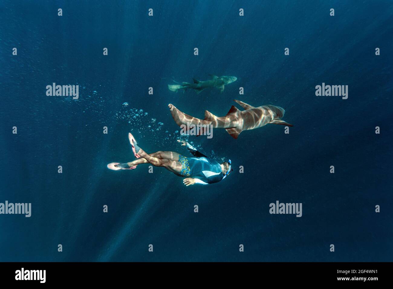 Young man swimming with nurse sharks undersea Stock Photo - Alamy