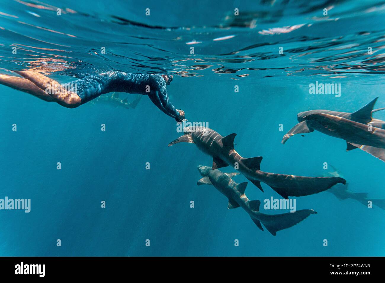 Young man swimming with nurse sharks in sea Stock Photo - Alamy