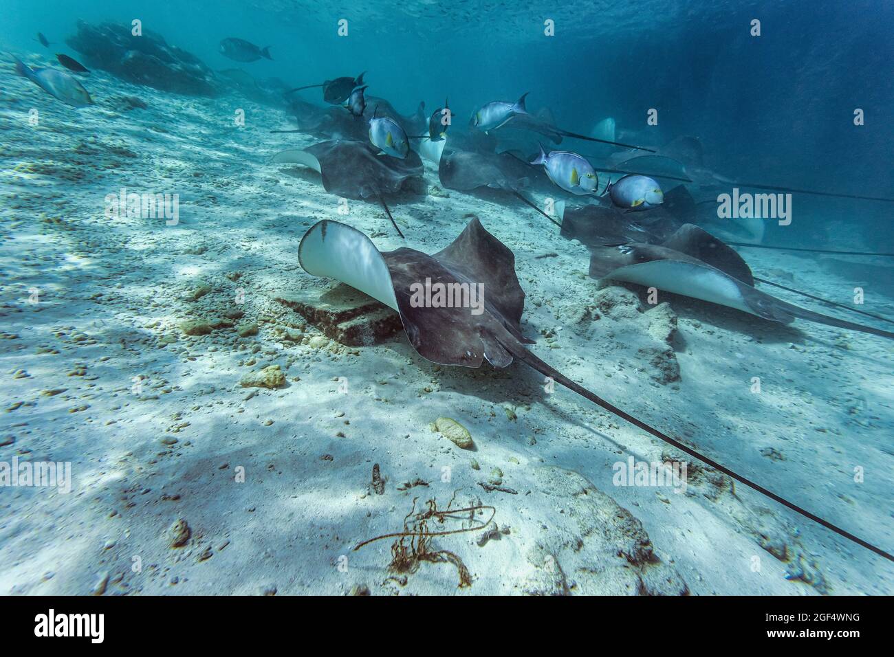 Stingrays swimming undersea Stock Photo - Alamy