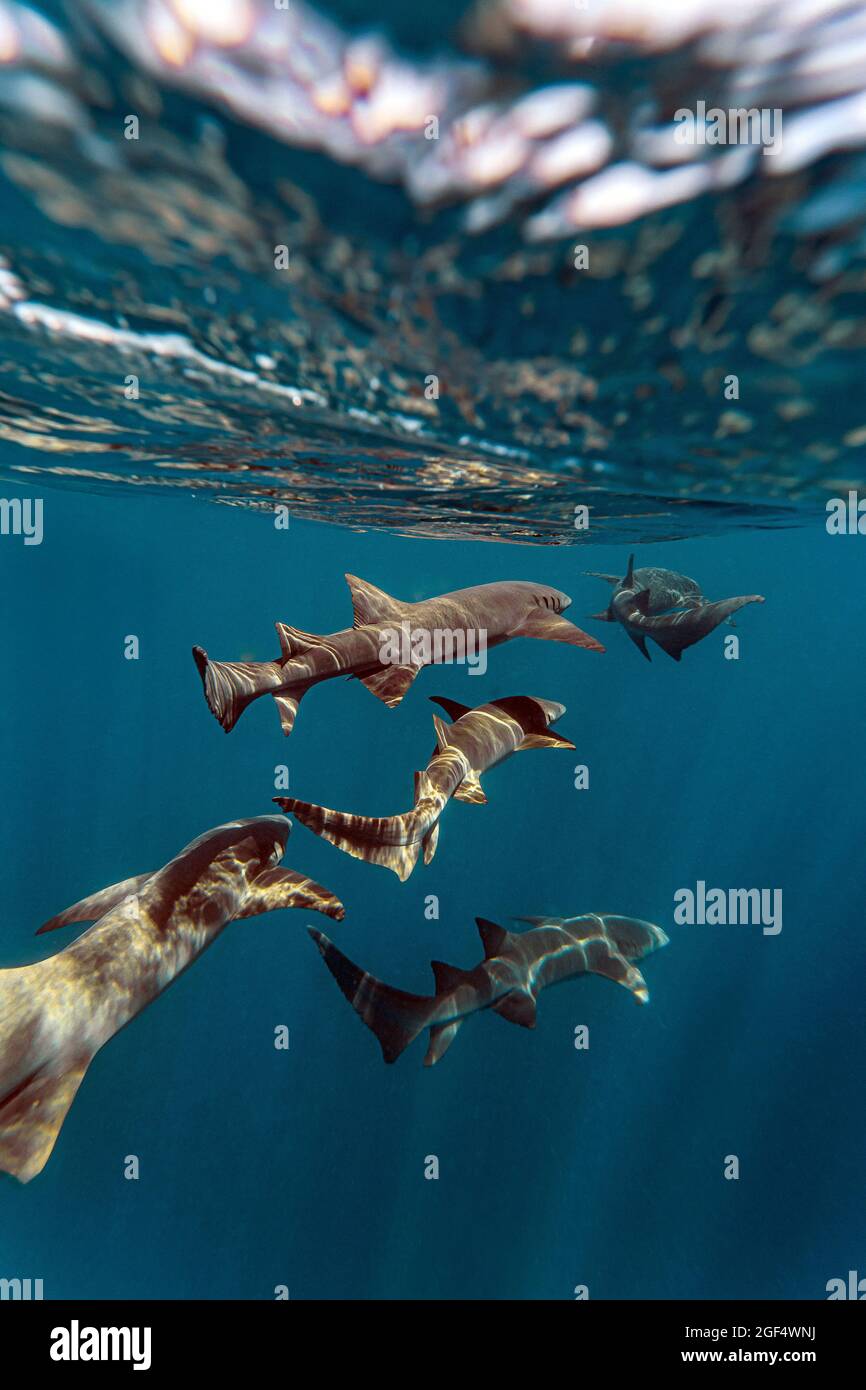 Nurse sharks hi-res stock photography and images - Alamy