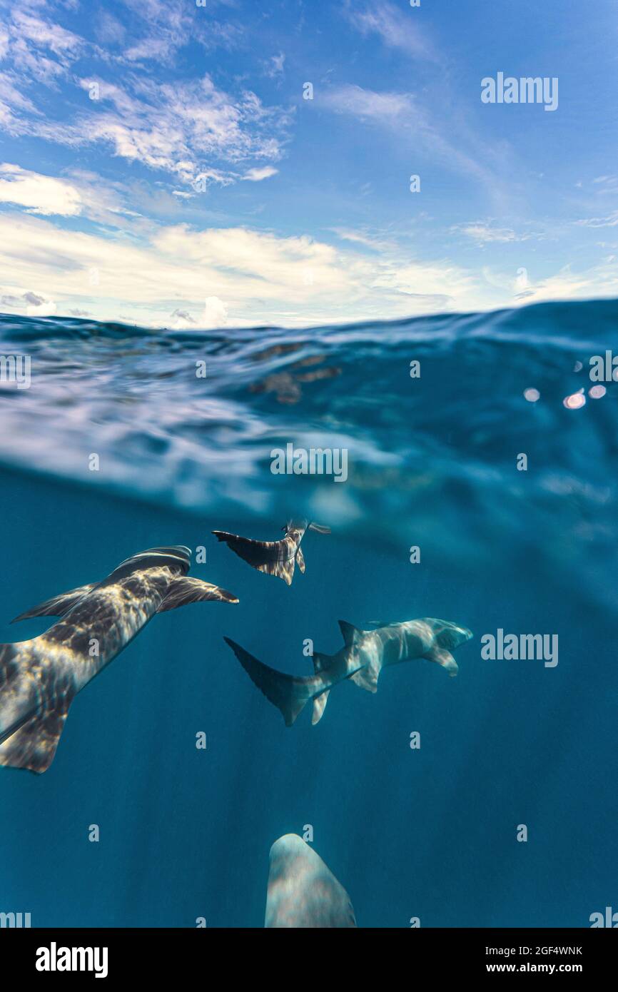 Sharks swimming undersea Stock Photo - Alamy