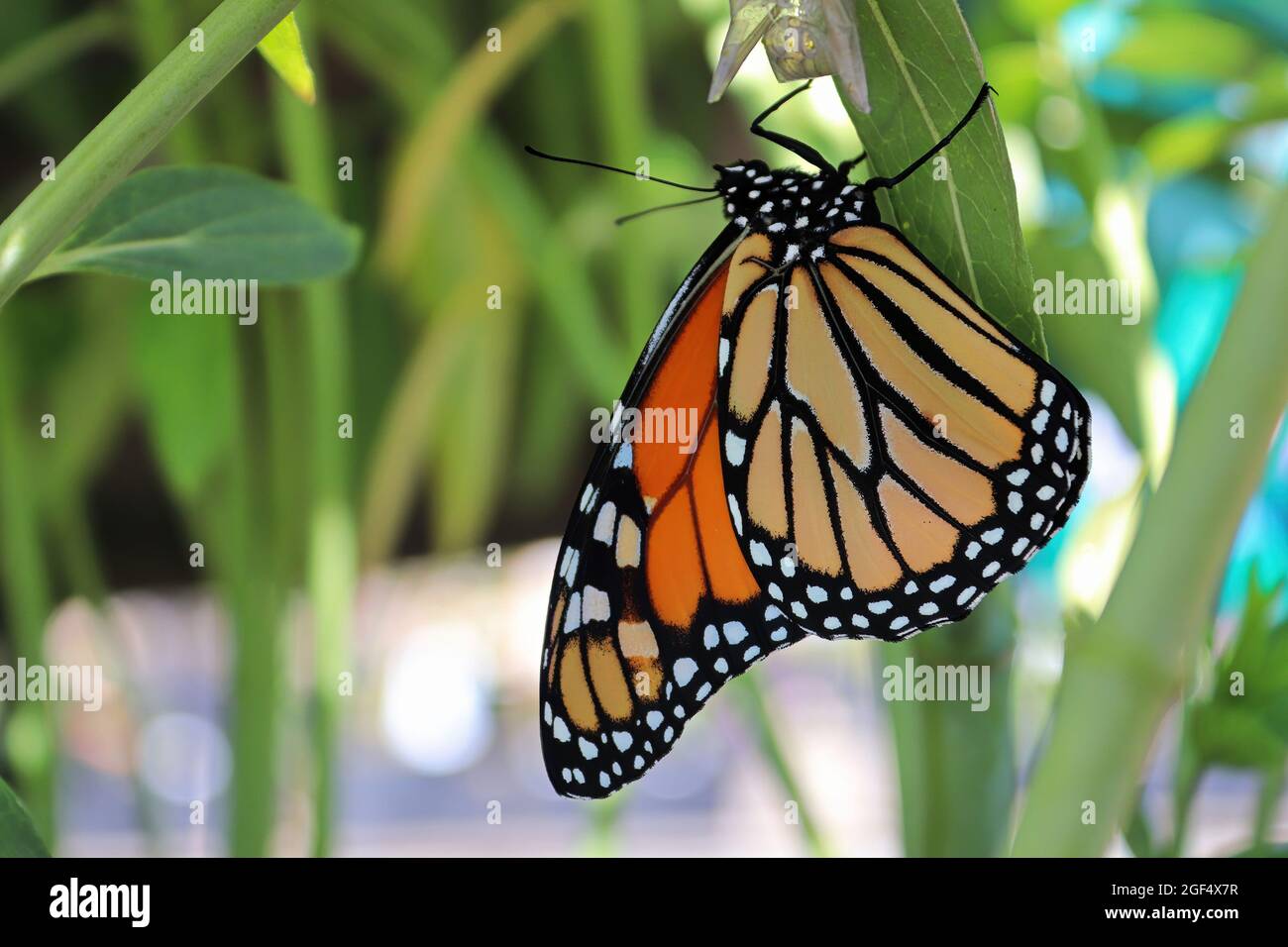 Closeup of a monarch butterfly emerging from a chrysalis Stock Photo ...