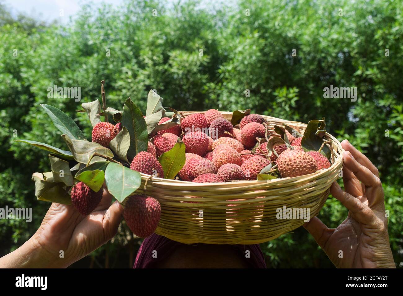 Lychee Farming High Resolution Stock Photography and Images - Alamy