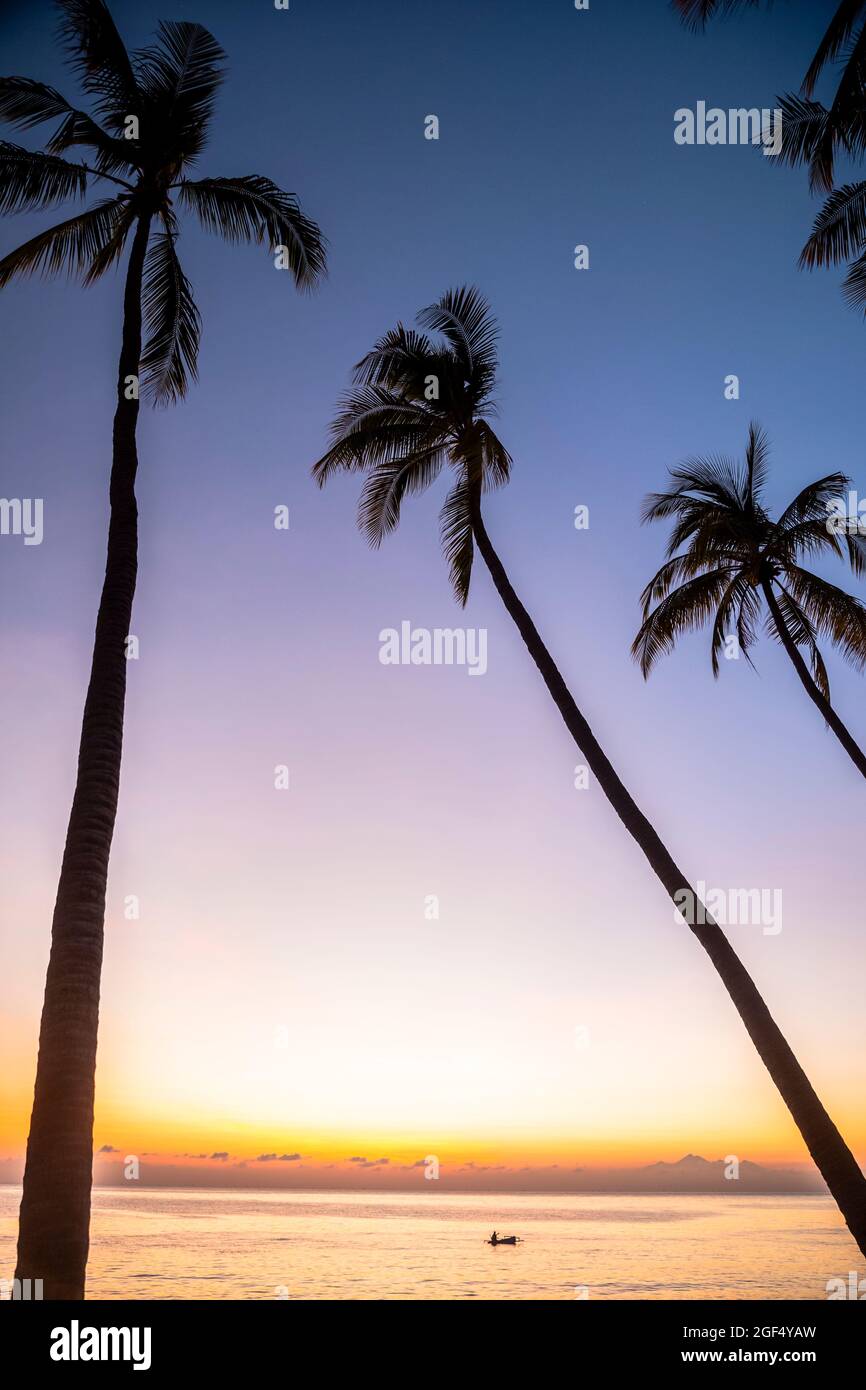 Purple Sunset With Palm Trees