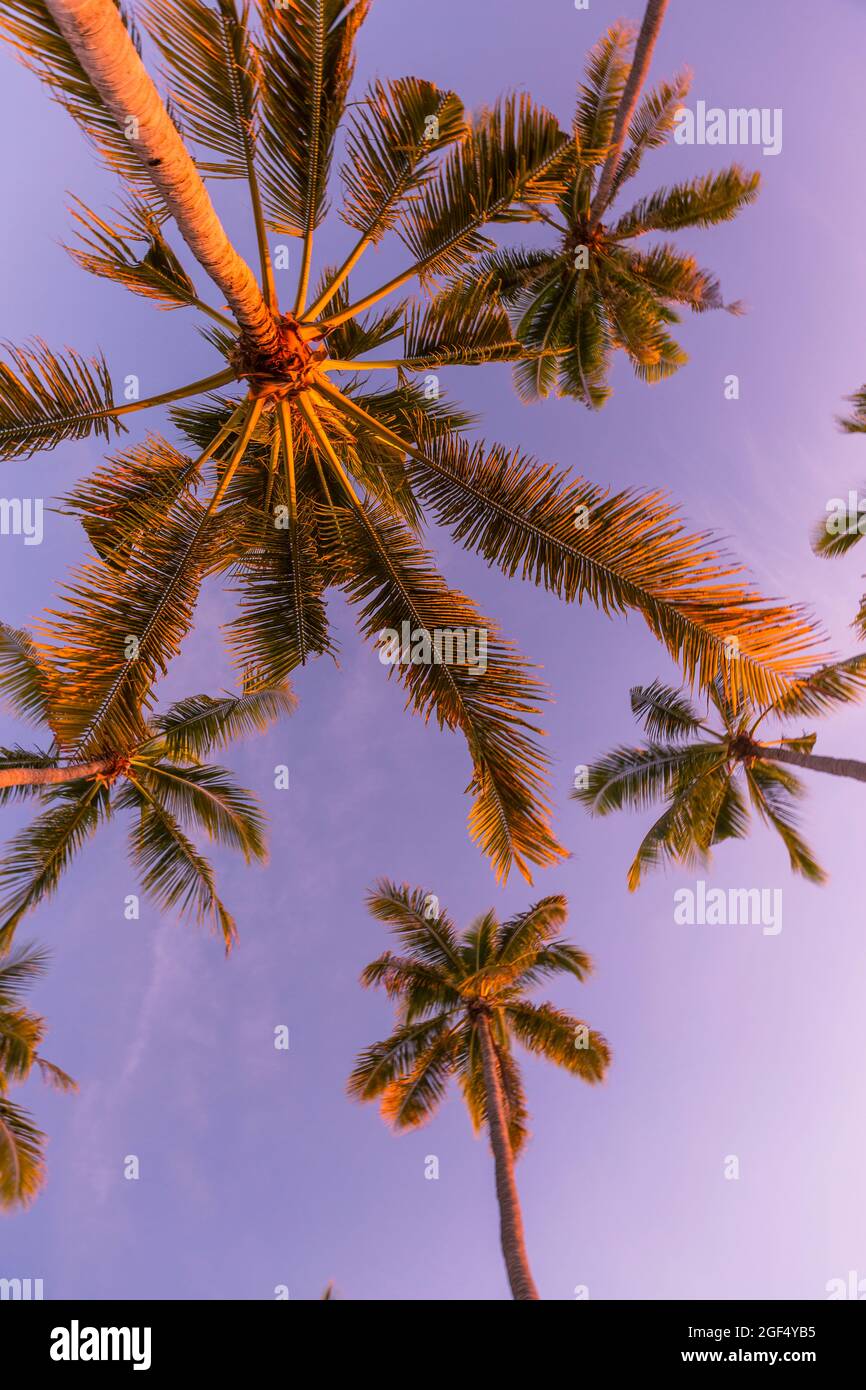 Purple palm hi-res stock photography and images - Alamy