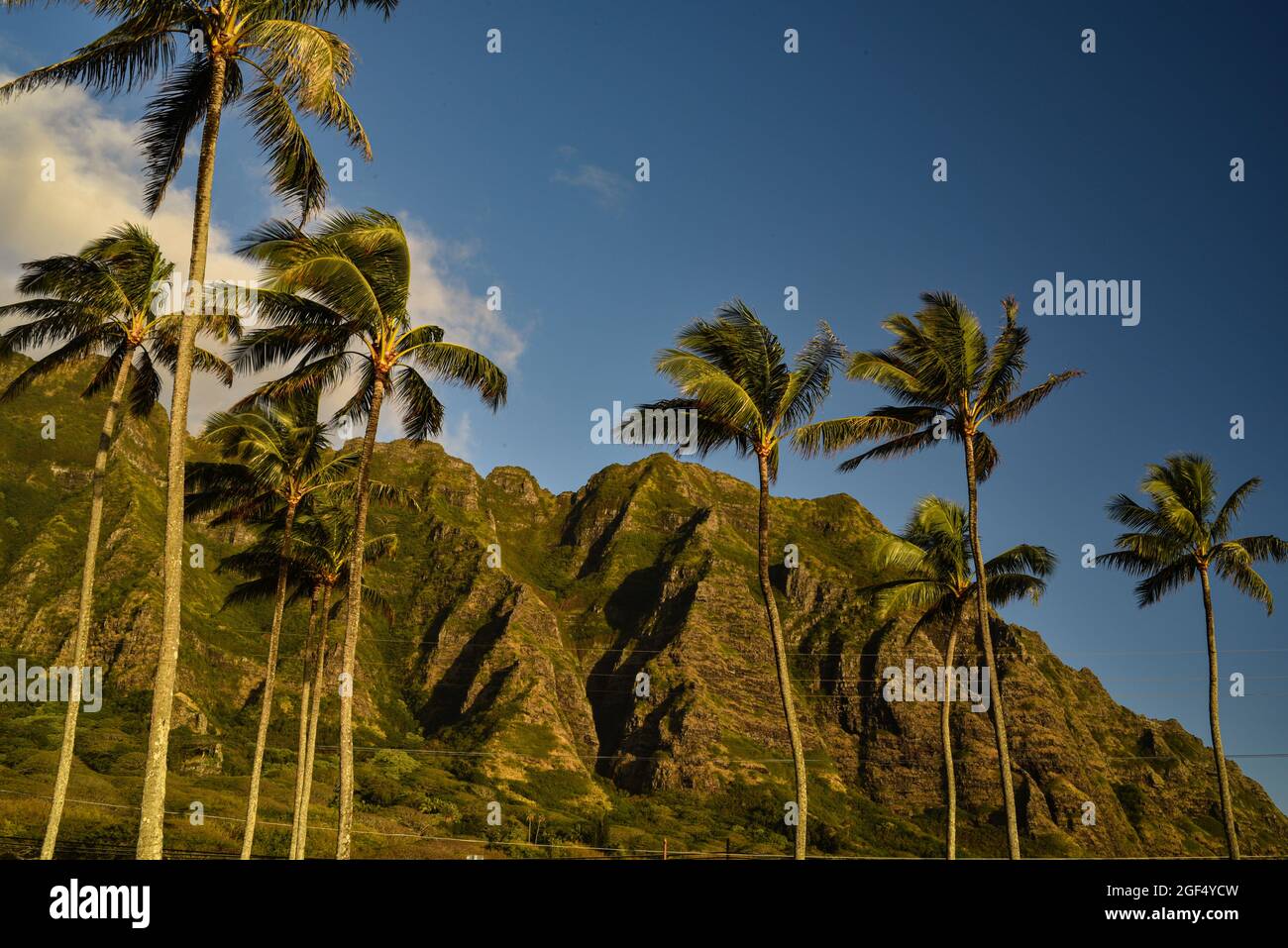 Spectacular, early morning, sunrise-lit mountains and palm trees at ...