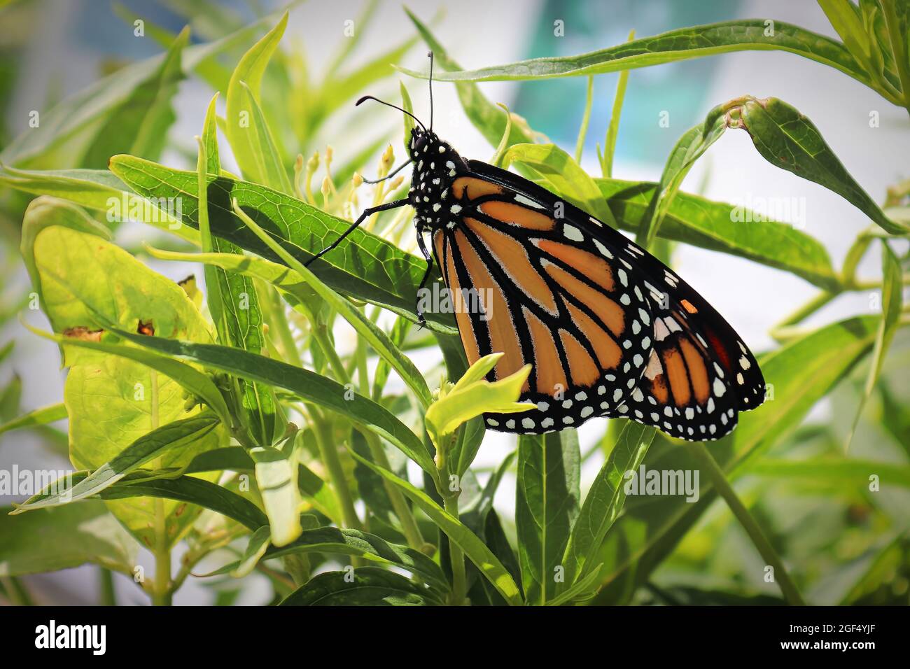 Monarch alberta hi-res stock photography and images - Alamy