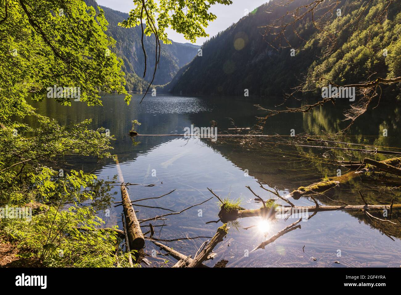 Driftwood gathering on shore of Lake Toplitz in summer Stock Photo - Alamy