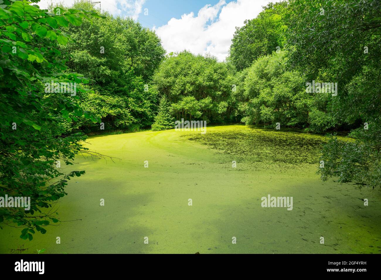 Swamp green swamp hi-res stock photography and images - Alamy