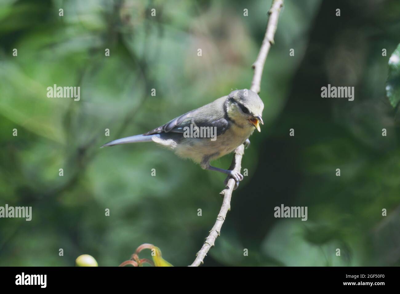 World flycatcher hi-res stock photography and images - Alamy