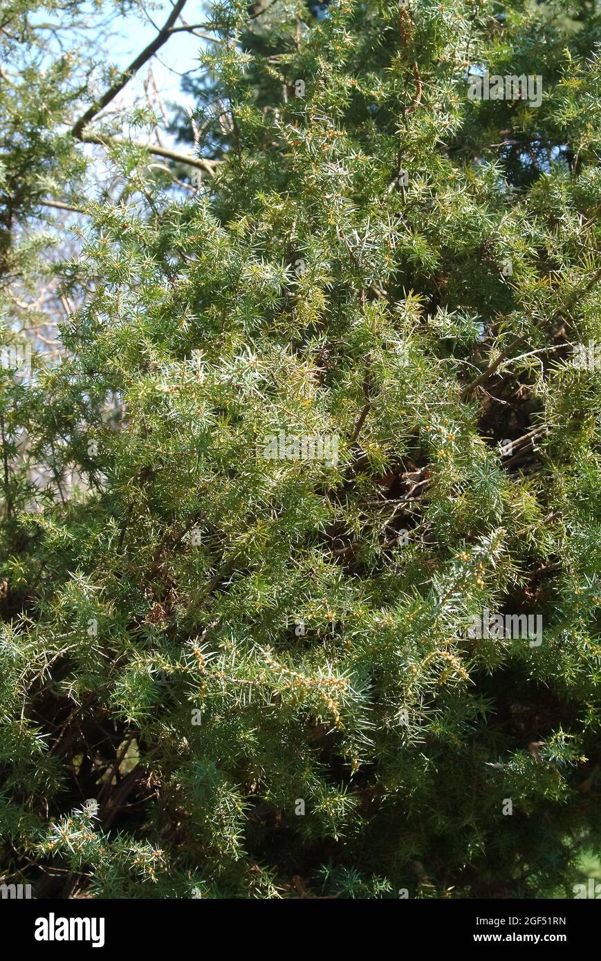common juniper, Gemeiner Wacholder, Heide-Wacholder, közönséges boróka ...