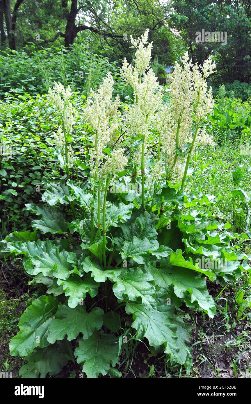 Currant fruited rhubarb hi-res stock photography and images - Alamy