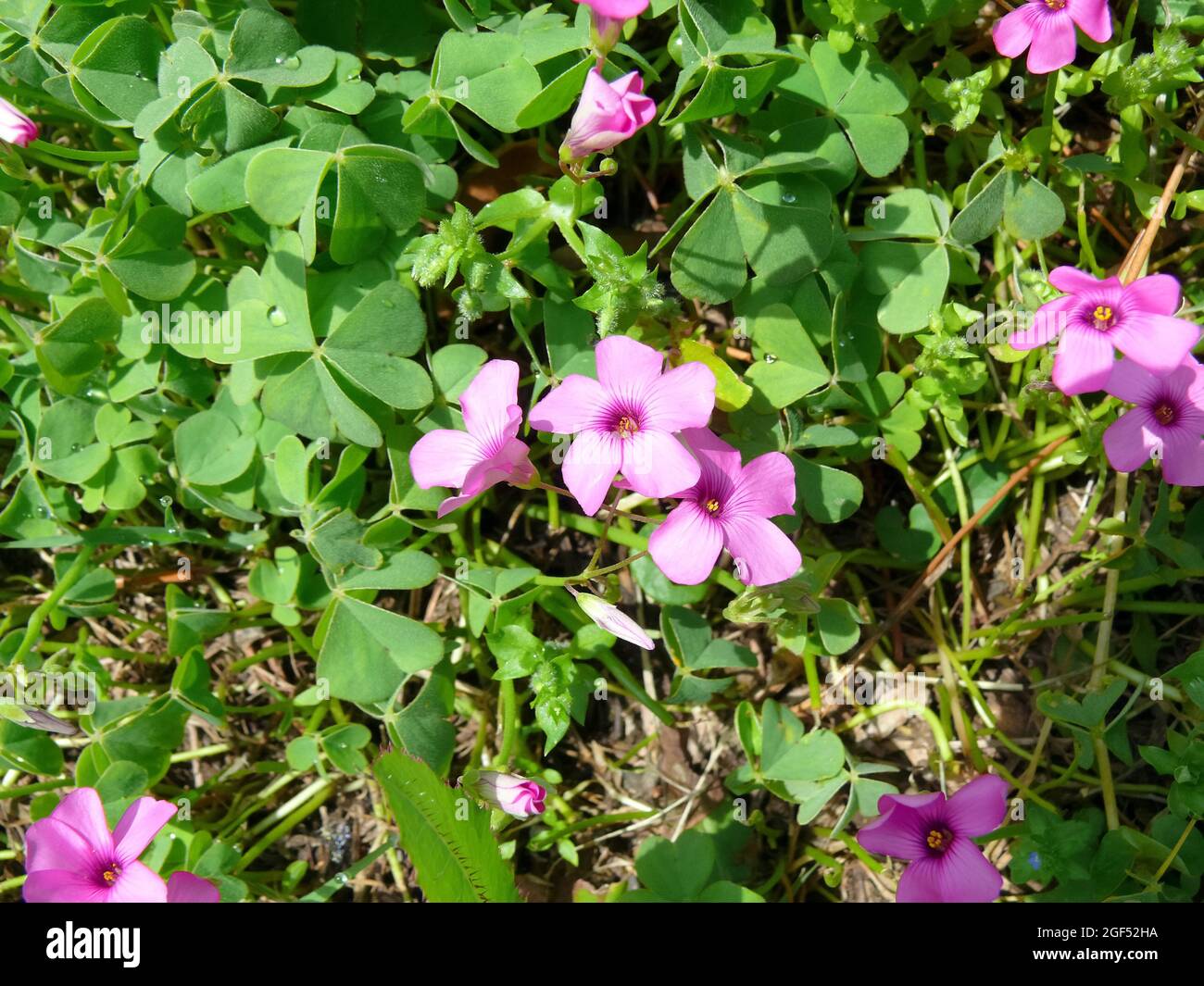 Pink oxalis oxalis articulata oxalidaceae hi-res stock photography and ...